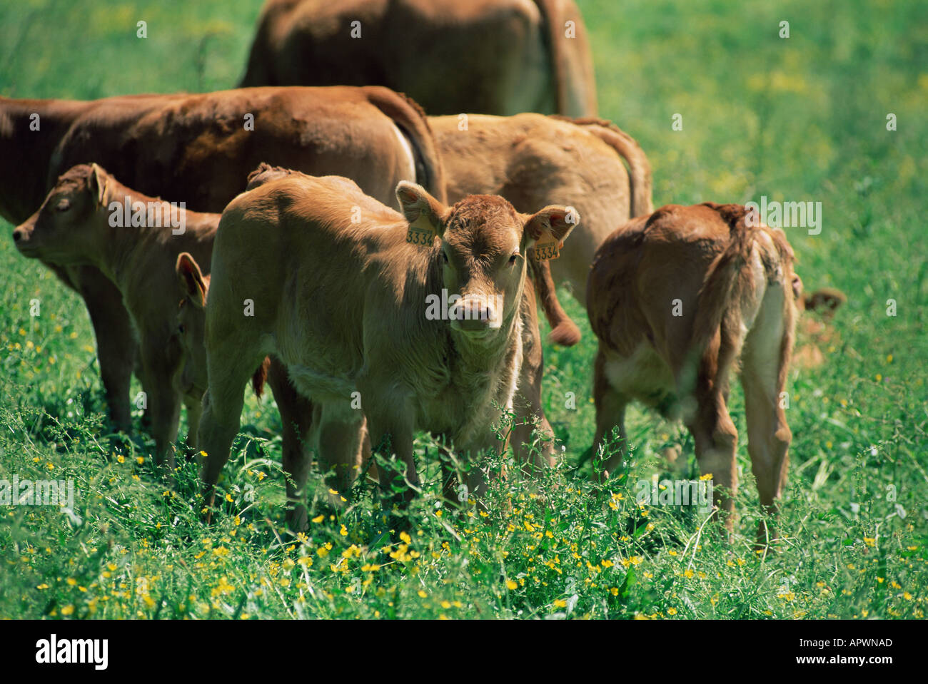 A herd of cows Stock Photo - Alamy