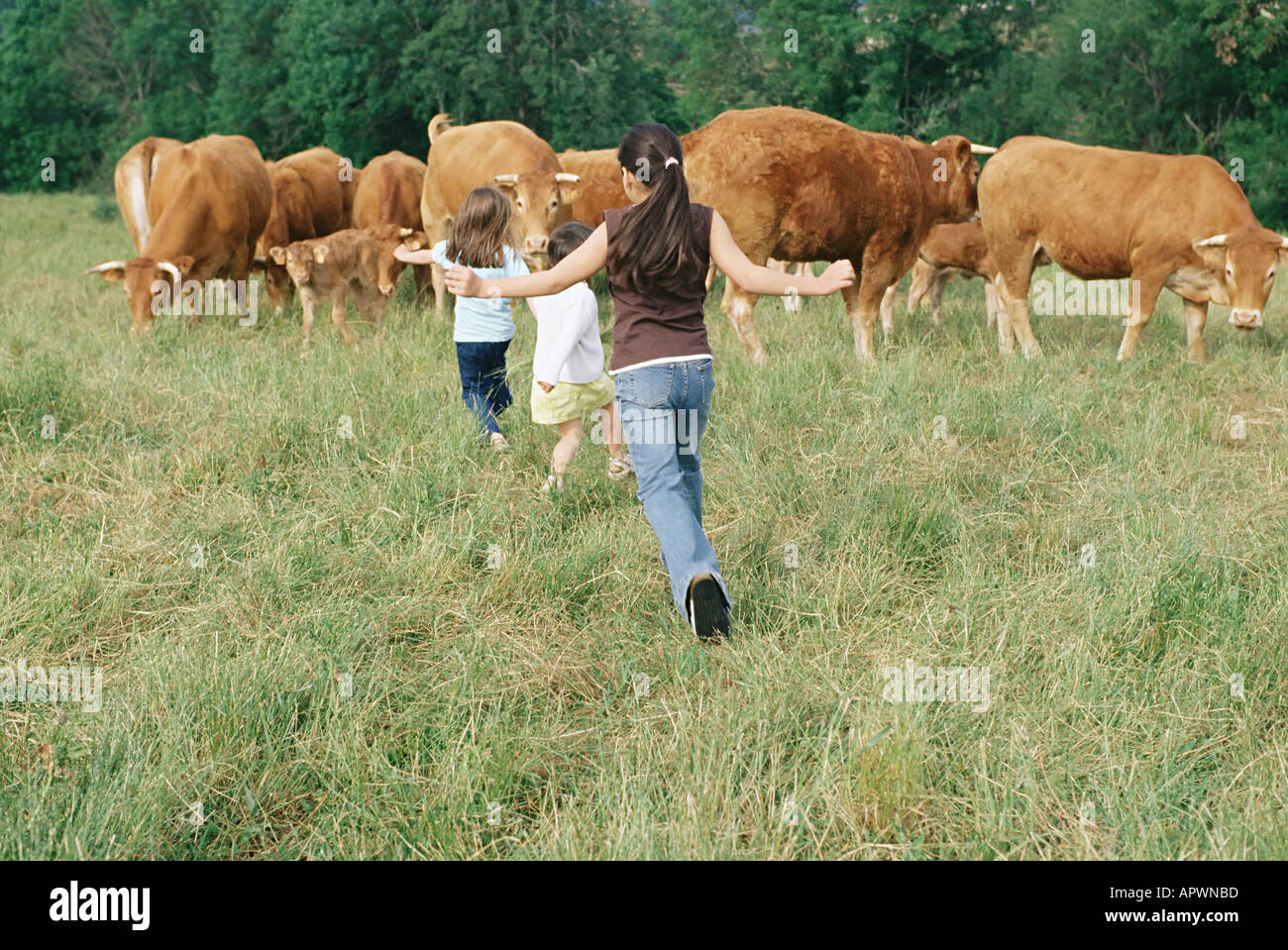 Trio of cows hi-res stock photography and images - Alamy