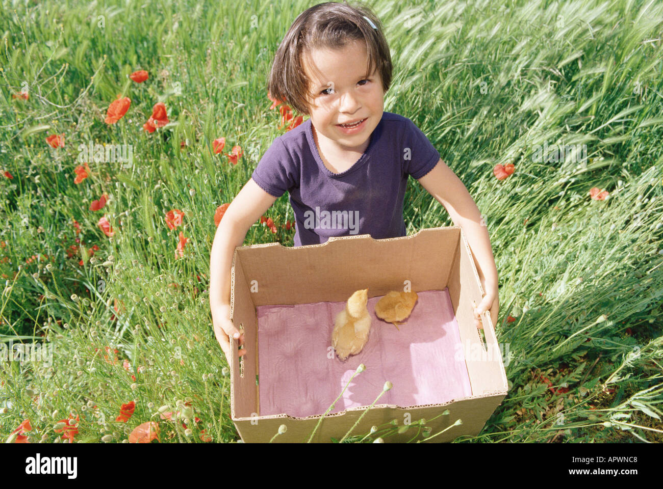 Girl carrying a cardboard box with chicks in Stock Photo - Alamy