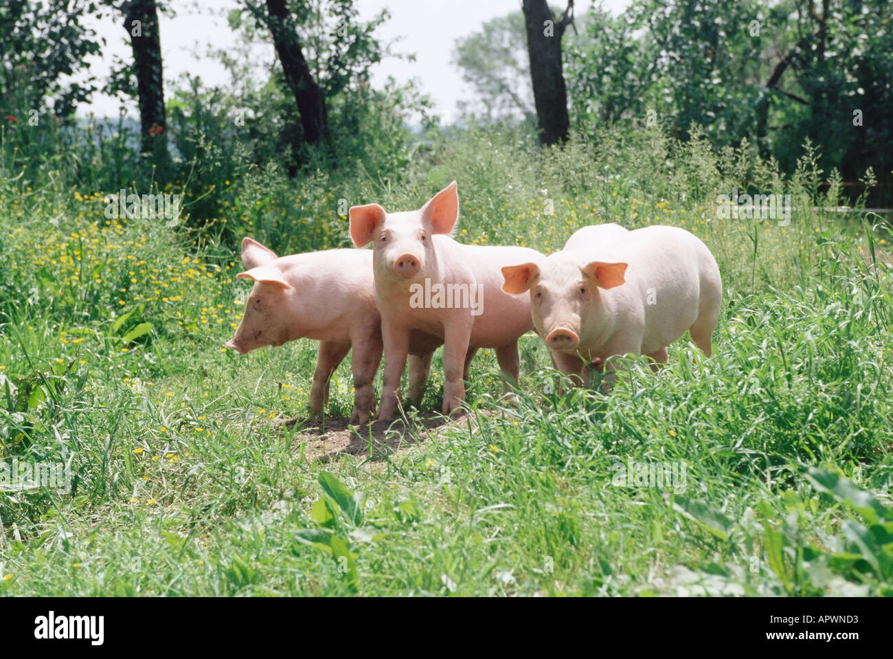 Three pigs in a meadow Stock Photo - Alamy