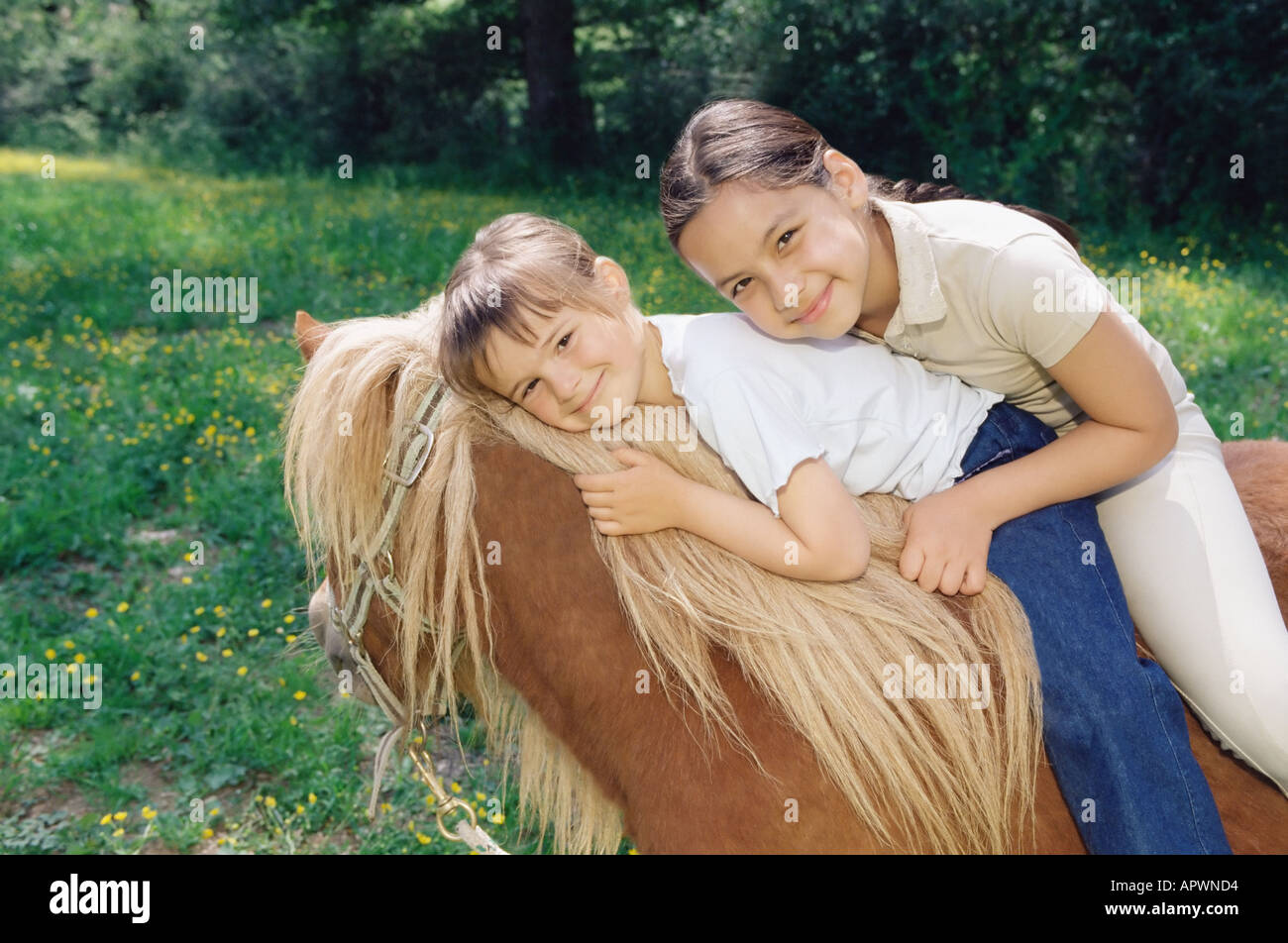 Anatomy of a horse hi-res stock photography and images - Alamy