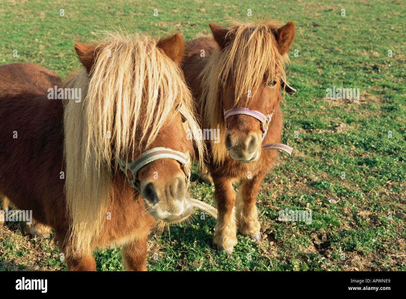 Shetland type ponies hi-res stock photography and images - Alamy