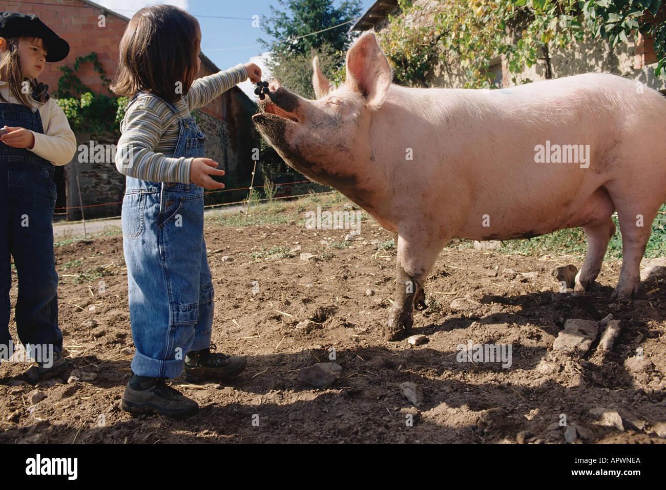 Girl feeding grapes to a pig Stock Photo - Alamy