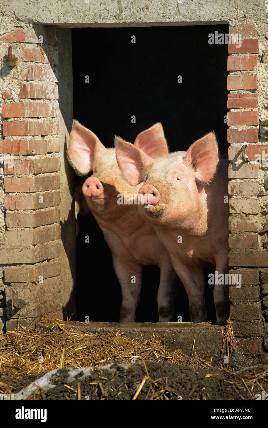 Pigs looking out of pigpen Stock Photo - Alamy
