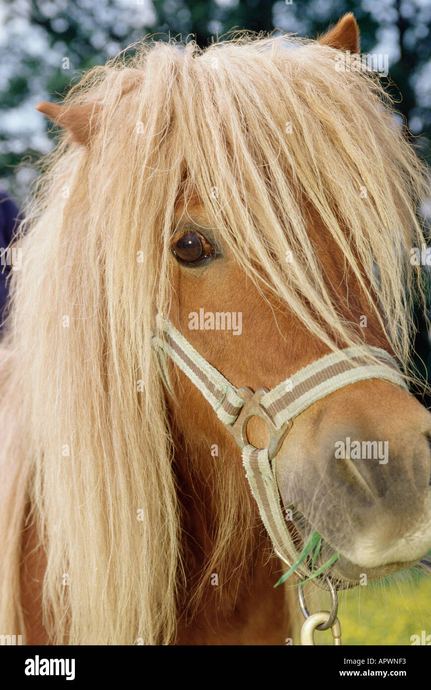 Pony species hi-res stock photography and images - Alamy