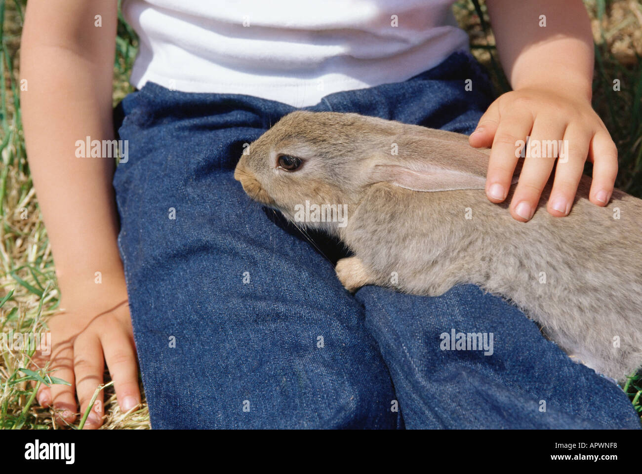 Rabbit crop hi-res stock photography and images - Alamy