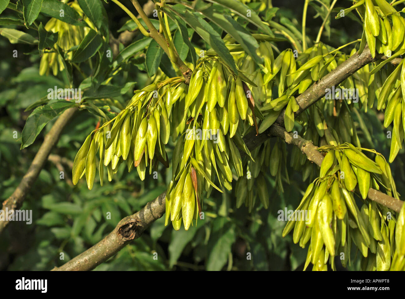 Ash tree samaras - ash keys Stock Photo - Alamy