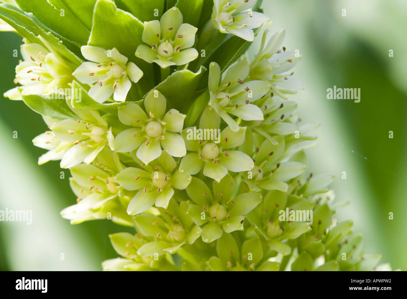 Pineapple lily flower hi-res stock photography and images - Alamy