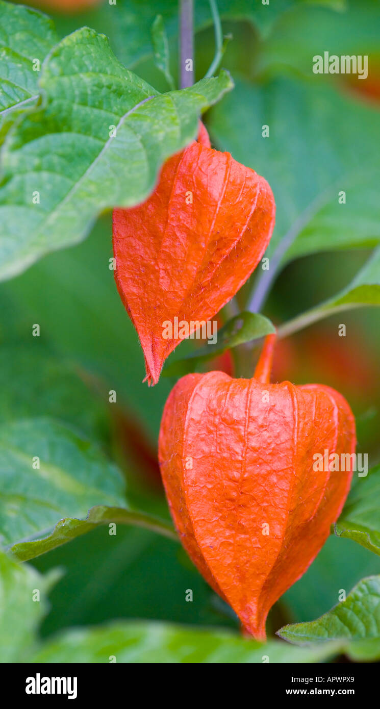 Chinese Lantern flowers close up Physalis Alkekengi Stock Photo - Alamy