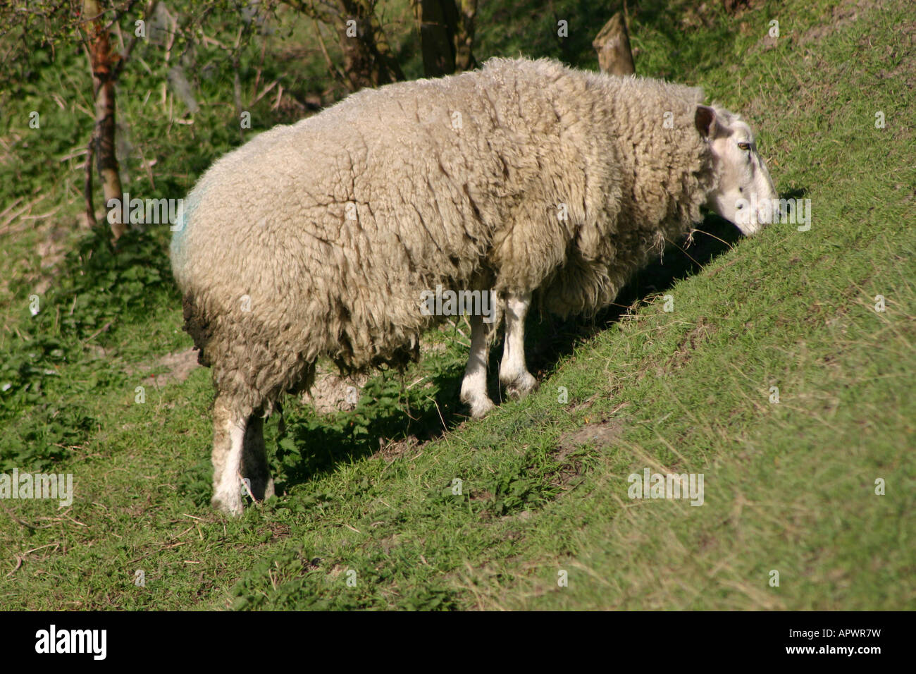 sheep full fleece ready for shearing grazing grass Stock Photo - Alamy