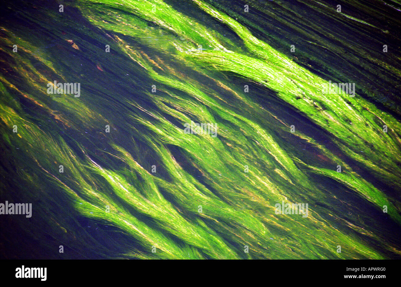 Filamentous green algae, Sankey Brook, Sankey Valley Park, Warrington ...