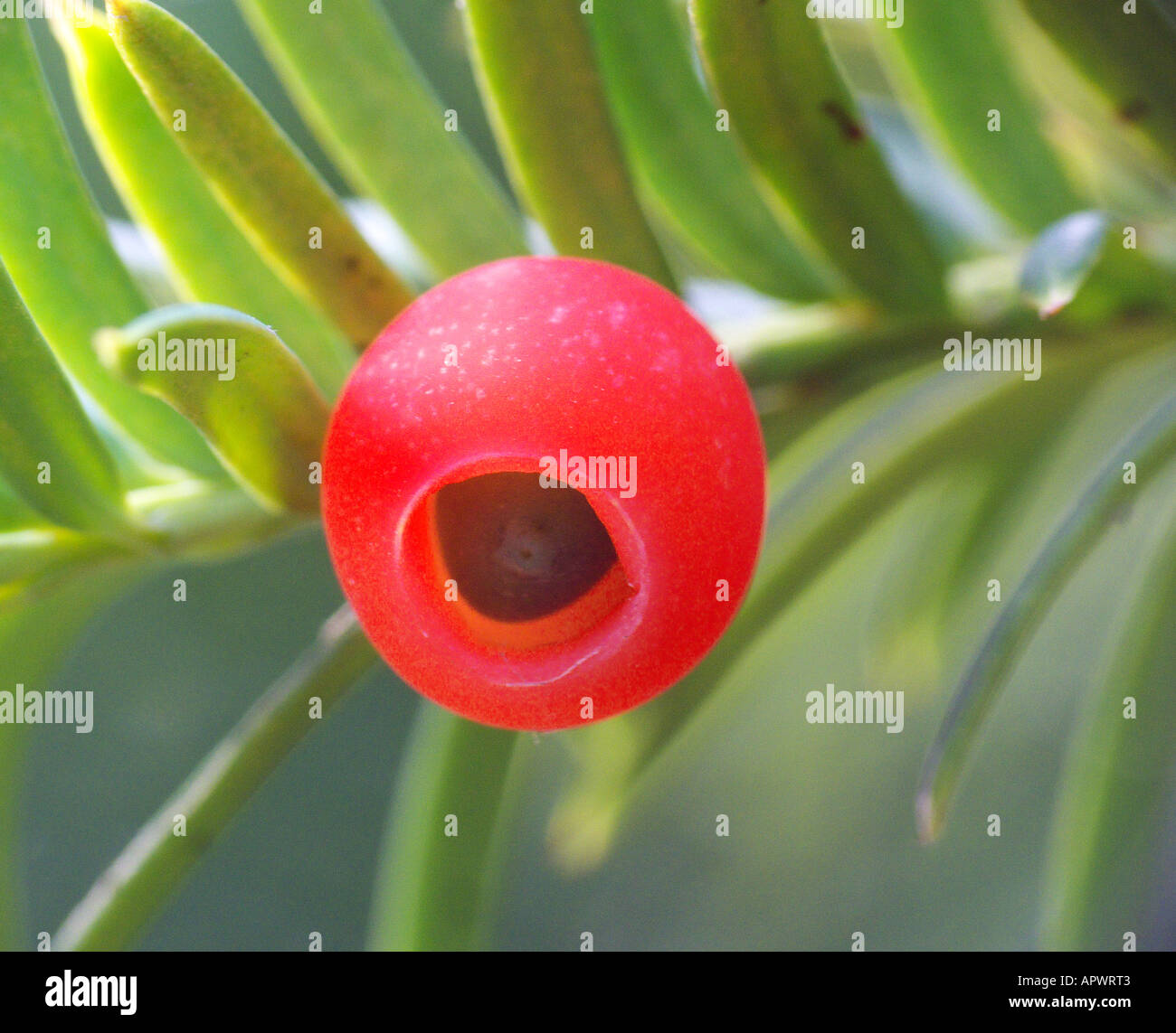 Yew tree red berry close up Taxus baccata Stock Photo - Alamy