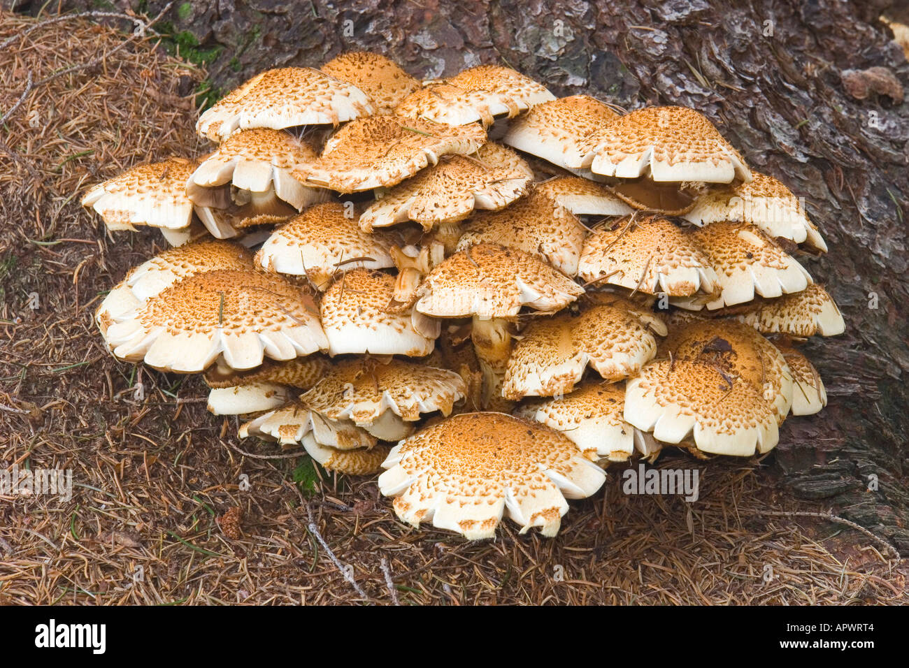 Mushroom armillaria hi-res stock photography and images - Alamy