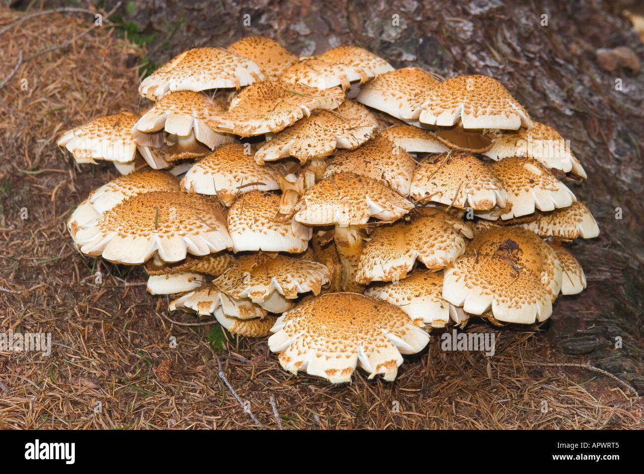 Honey mushroom Armillaria Stock Photo - Alamy