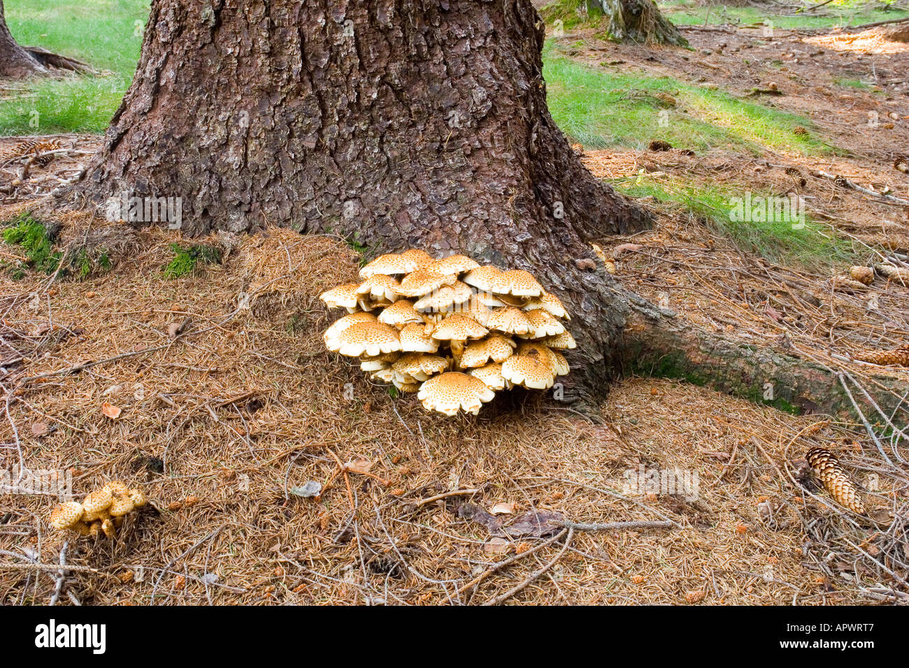 Honey mushroom Armillaria Stock Photo - Alamy