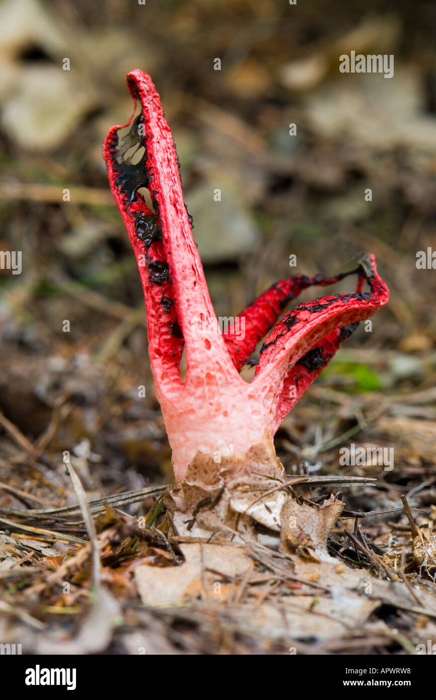 Octopus Stink Horn Anthurus archeri Clathrus archeri Stock Photo - Alamy