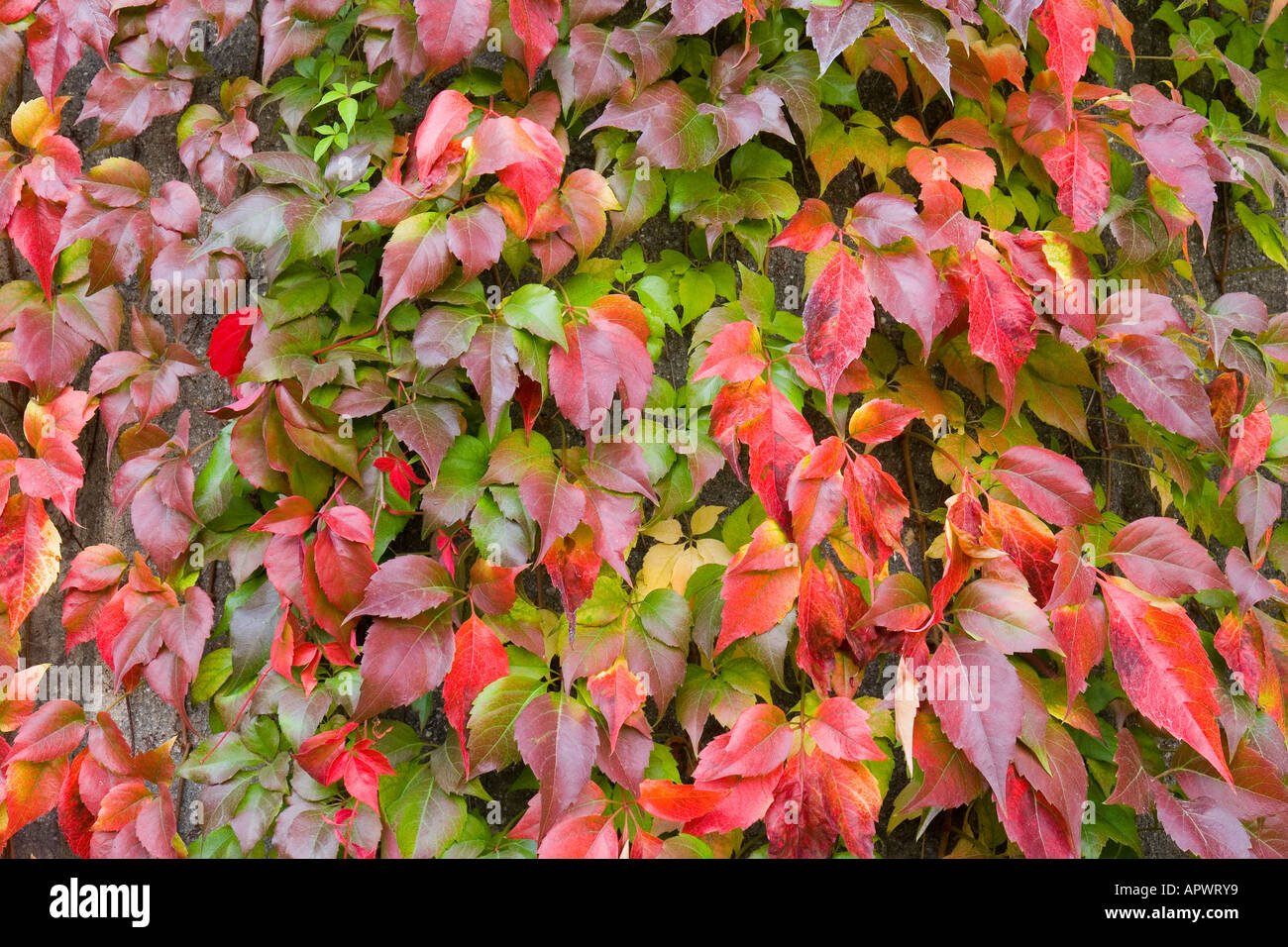 Virginia creeper turning red in autumn Parthenocissus tricuspidata ...