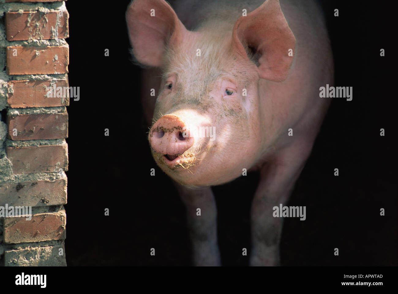 One bad pig hi-res stock photography and images - Alamy