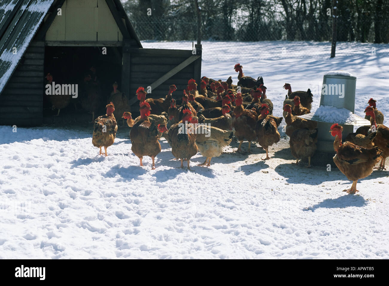 Chicken farm snow hi-res stock photography and images - Alamy