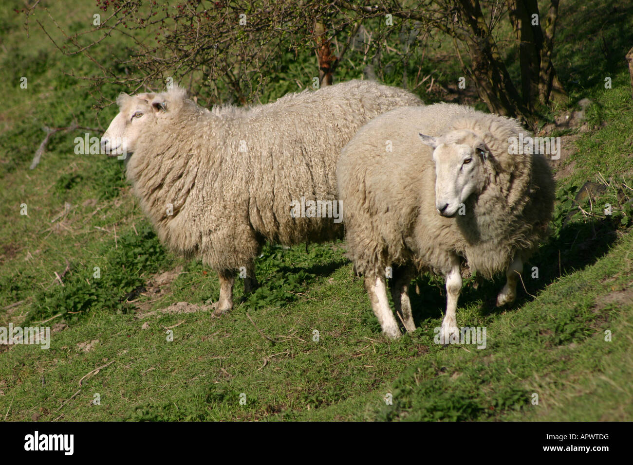 sheep full fleece ready for shearing grazing grass Stock Photo - Alamy