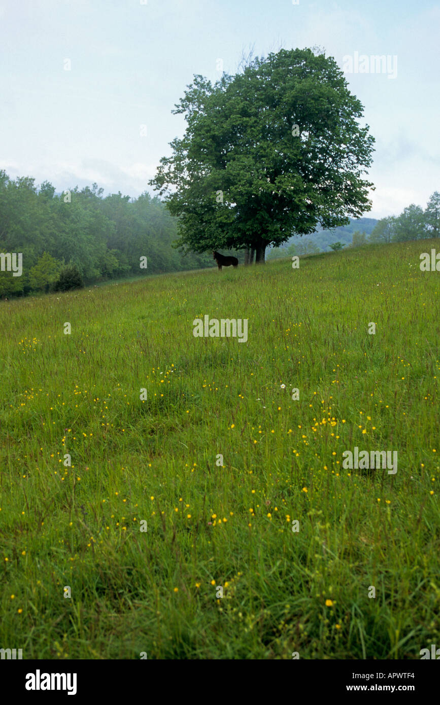 Horse under the tree hi-res stock photography and images - Alamy