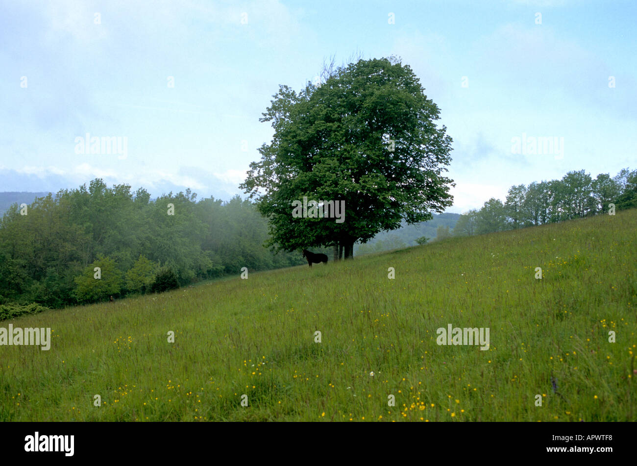 Horse under a tree hi-res stock photography and images - Alamy