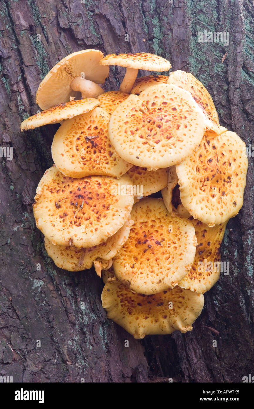 Honey mushroom Armillaria Stock Photo - Alamy