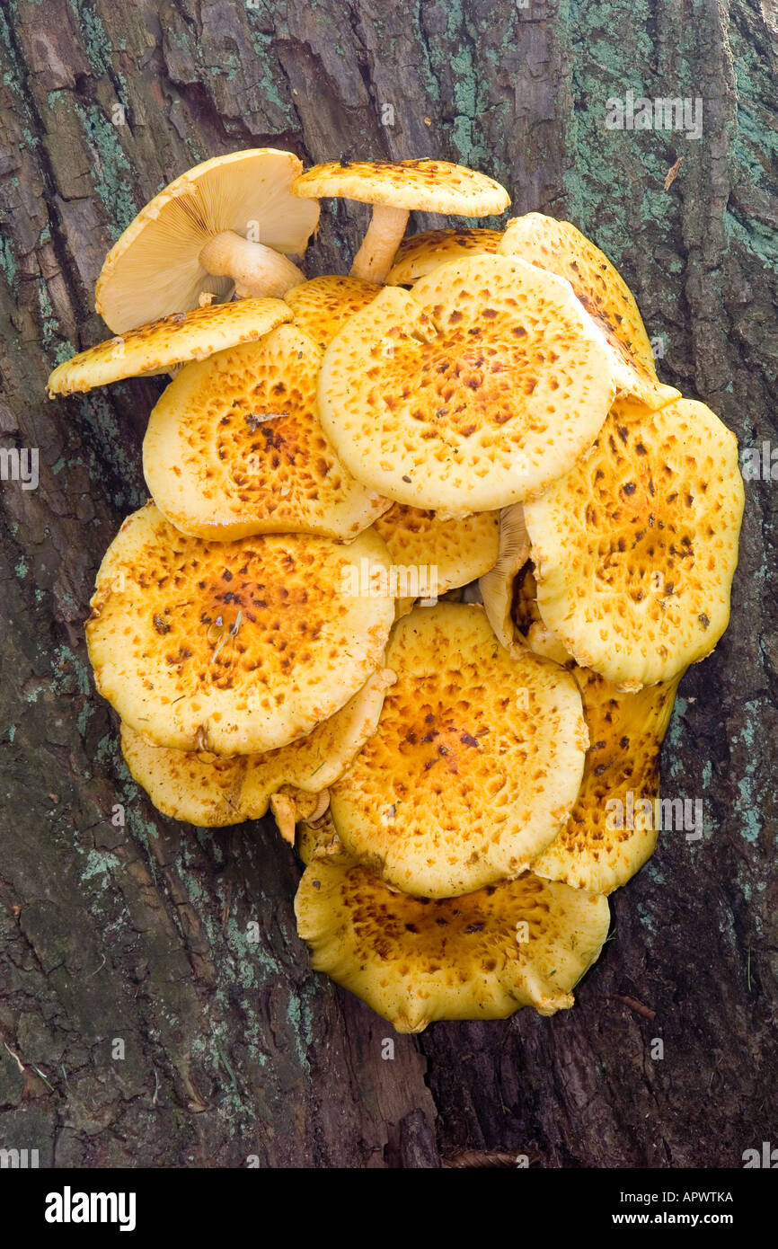 Mushroom armillaria hi-res stock photography and images - Alamy