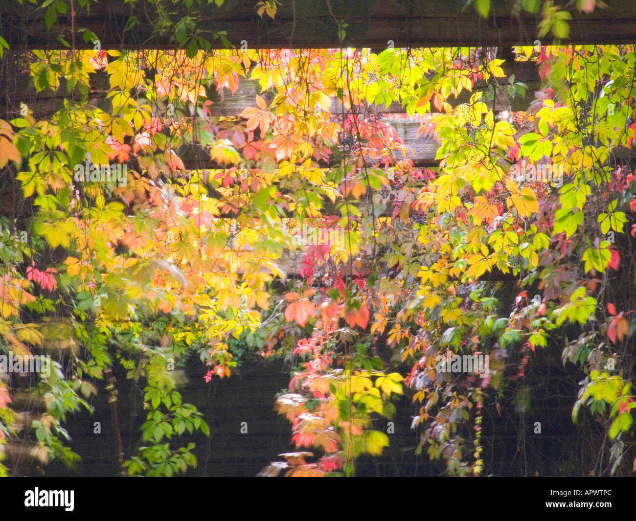 Virginia creeper turning red in autumn Parthenocissus quinquefolia ...