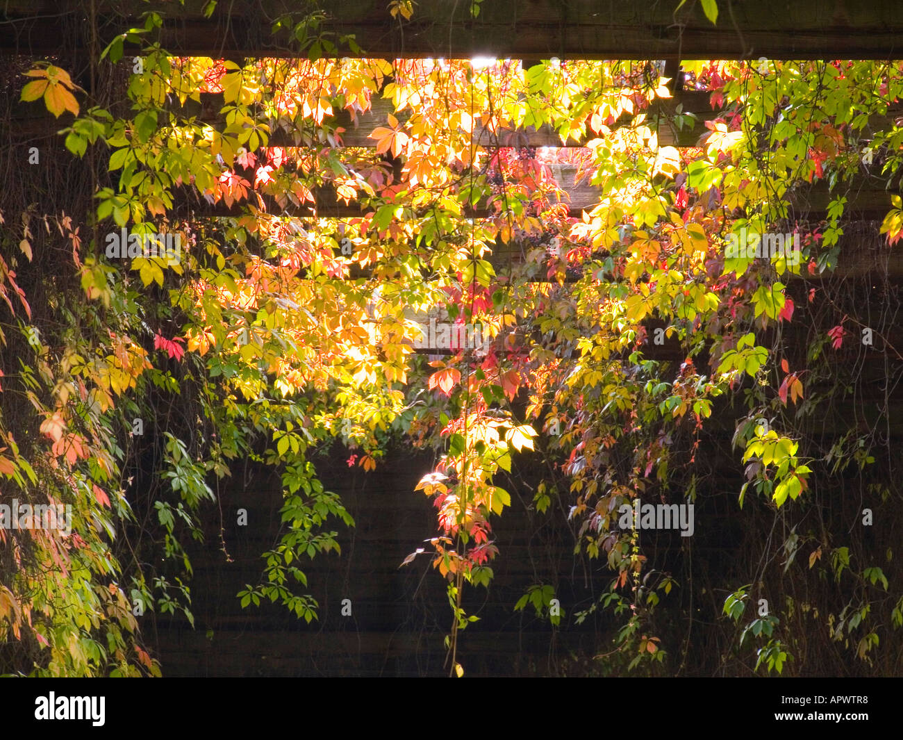 Virginia creeper turning red in autumn Parthenocissus quinquefolia ...