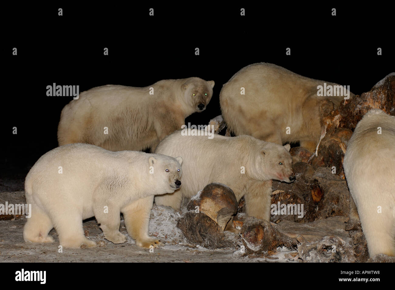 polar bears Ursus maritimus scavenging a bowhead whale carcass at night ...