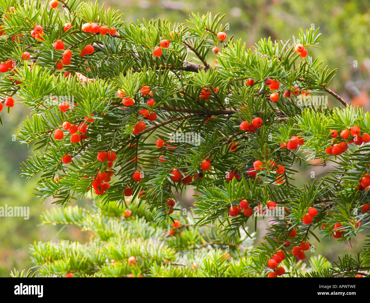 Yew tree red berries Taxus baccata Stock Photo - Alamy