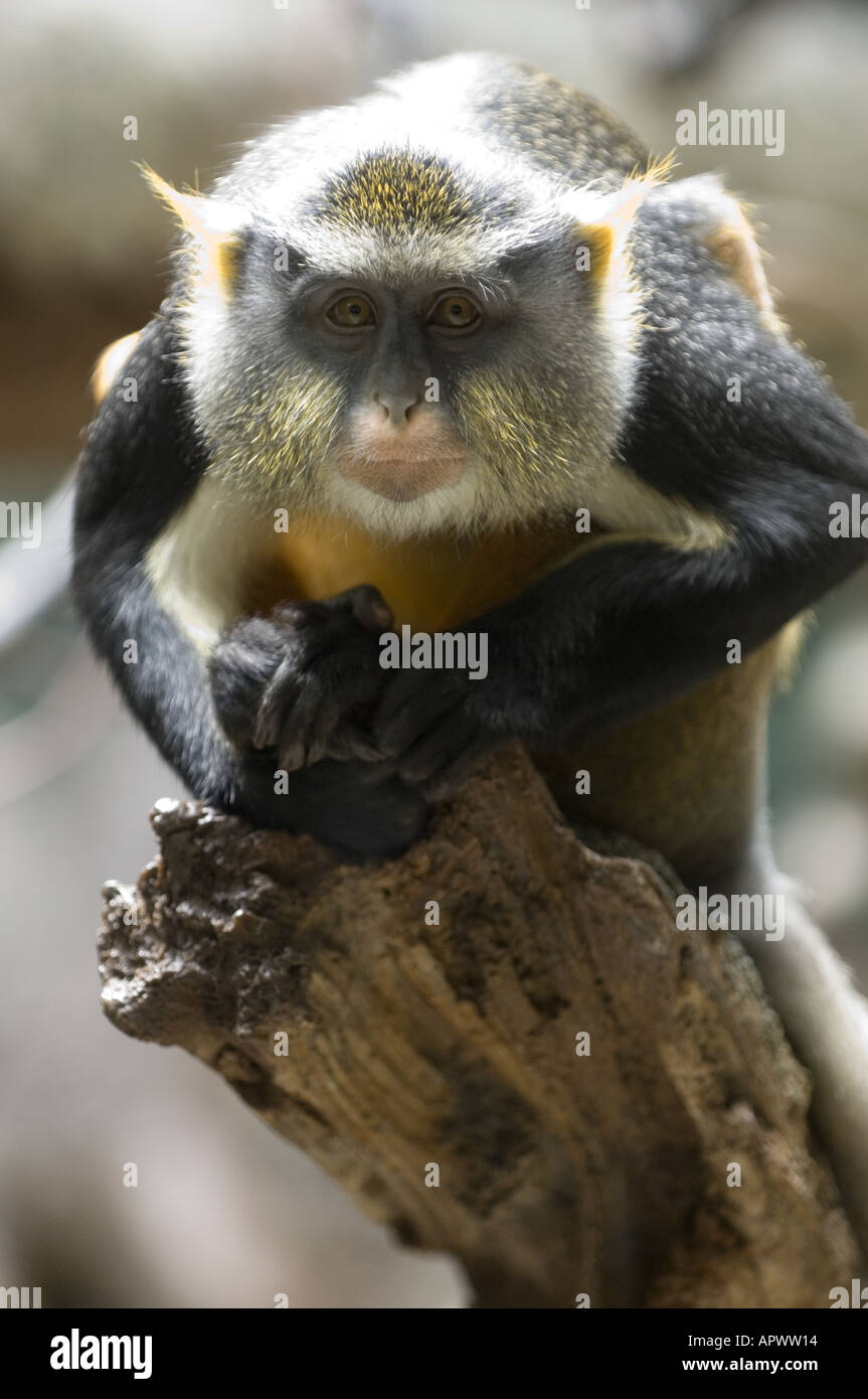 Guenon family hi-res stock photography and images - Alamy