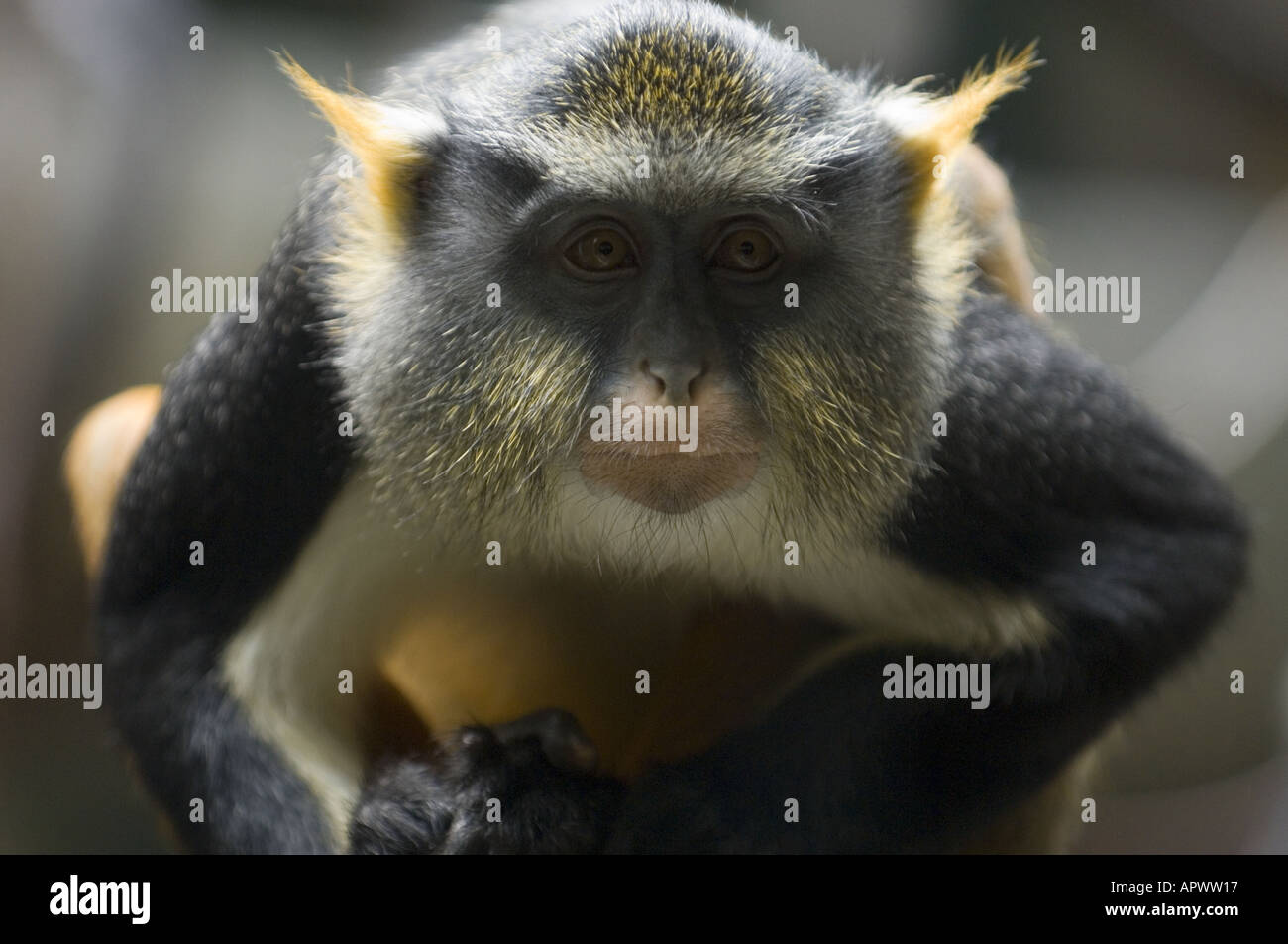 The Guenon is an African forest monkey This one is part of a thriving ...