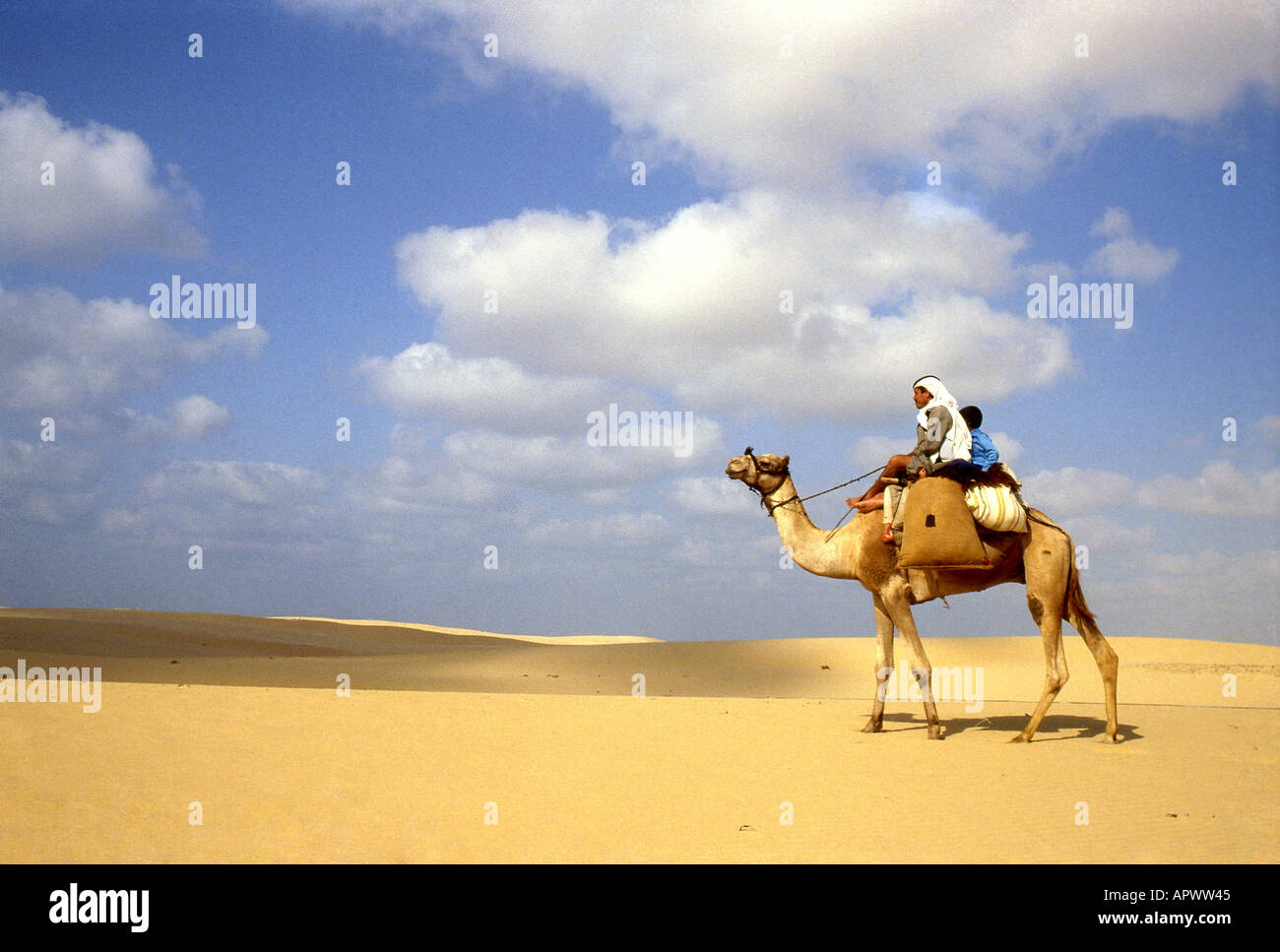 Camel riding israel hi-res stock photography and images - Alamy