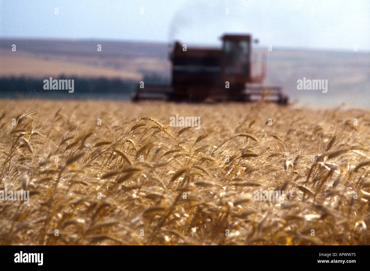 Combine Harvesting Wheat Stock Photo - Alamy