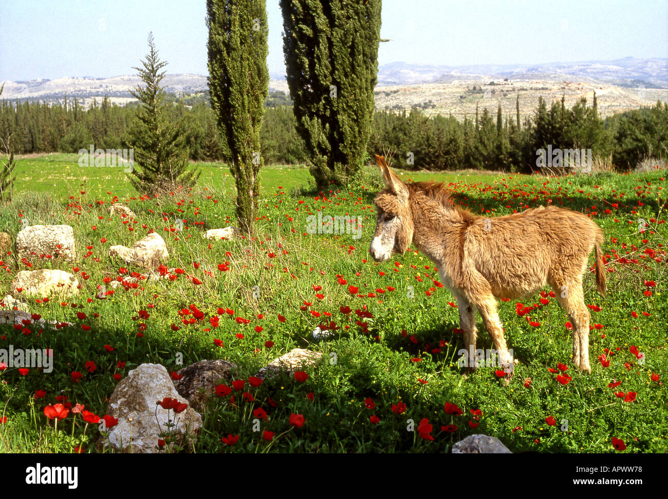 Donkey in the Bible Land Stock Photo - Alamy