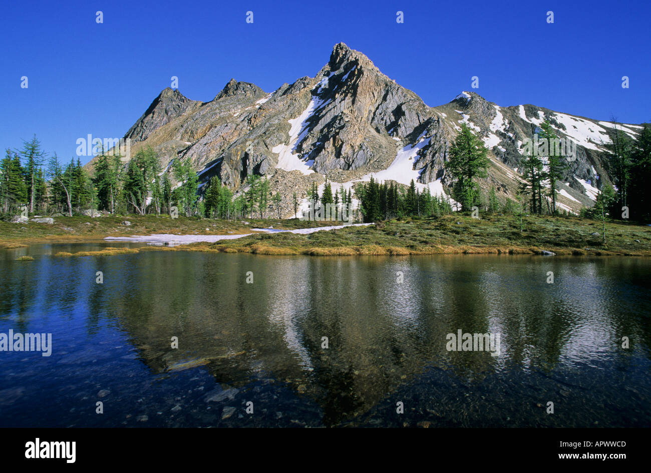 B purcell hi-res stock photography and images - Alamy