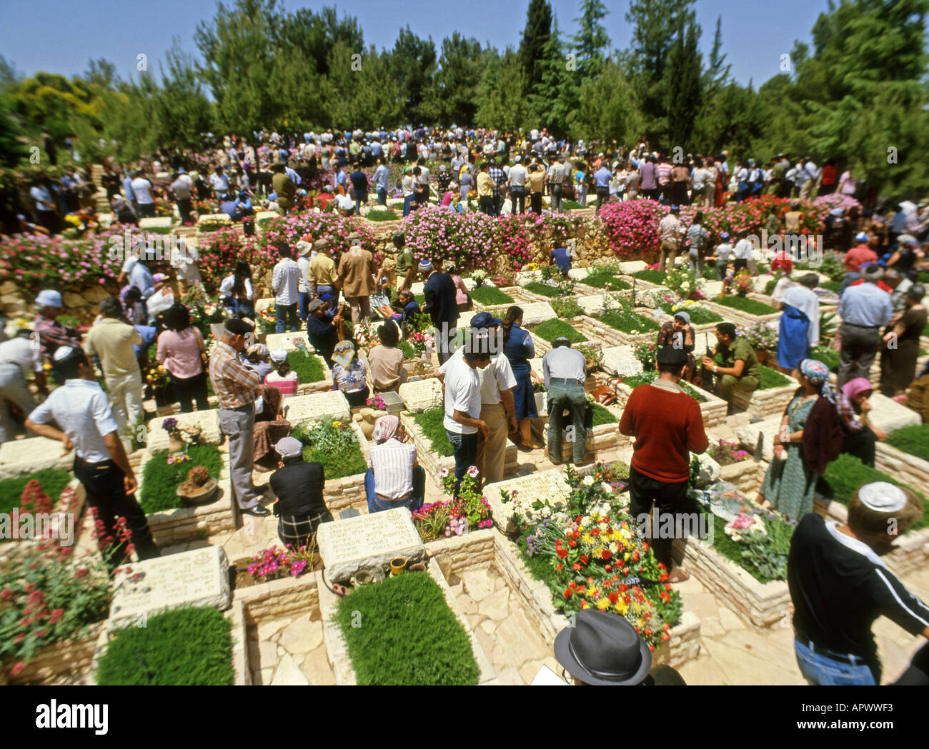 Military Cemetery at Remembrance Day Stock Photo - Alamy