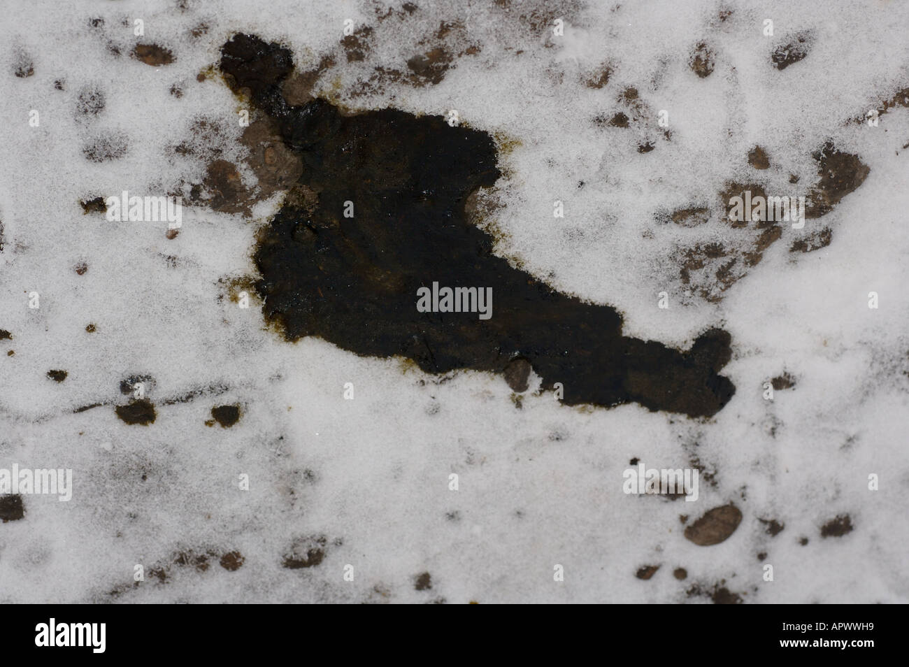 Bear scat hi-res stock photography and images - Alamy