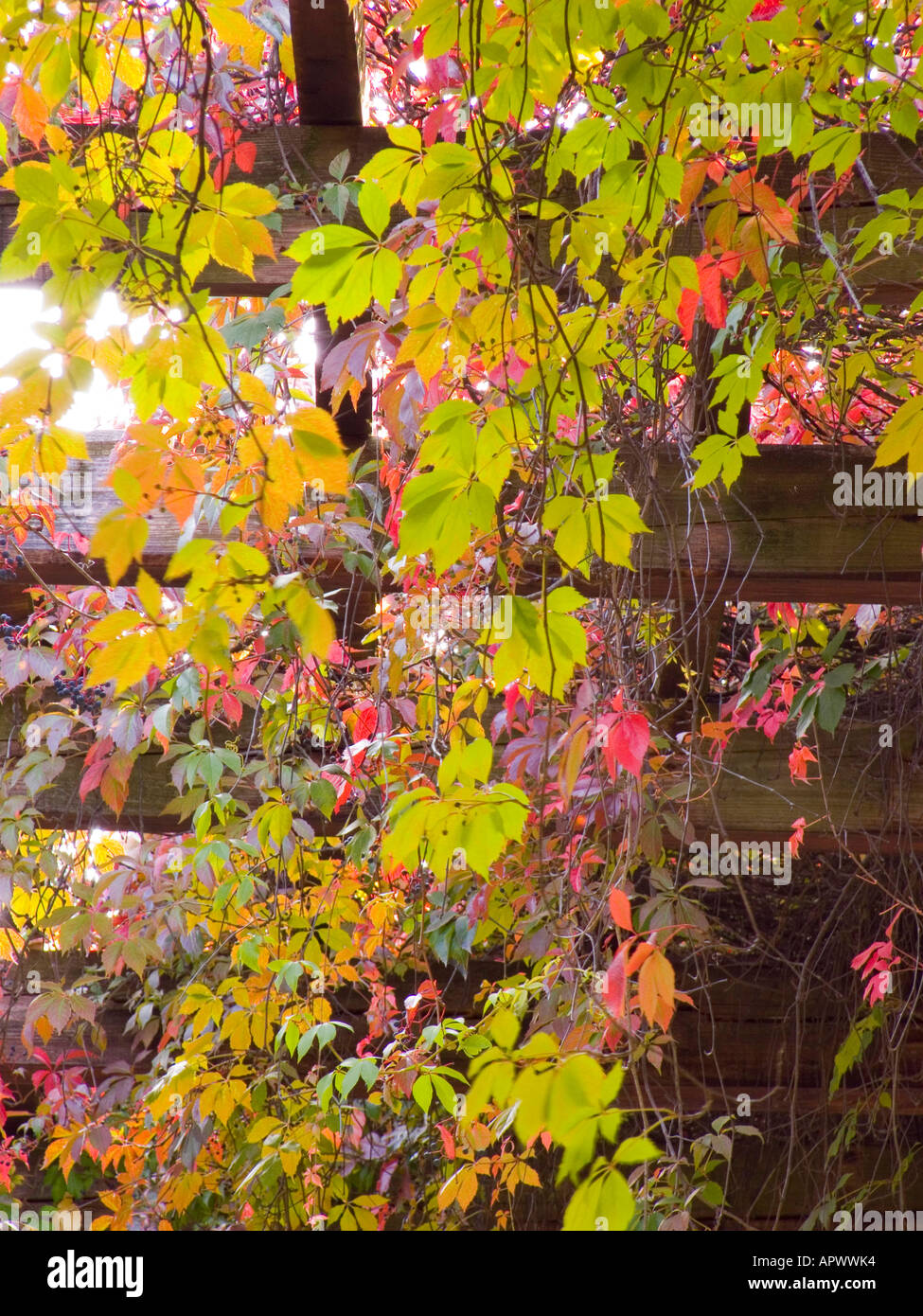 Virginia creeper turning red in autumn Parthenocissus quinquefolia ...