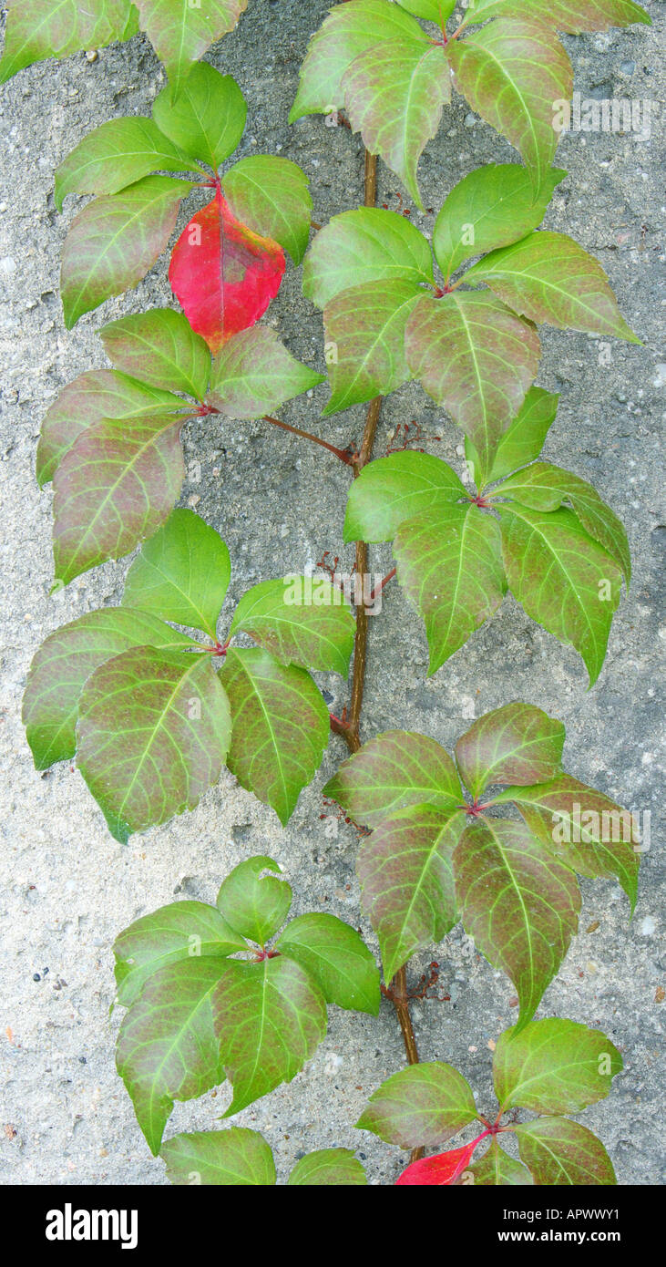 Virginia Creeper Parthenocissus Quinquefolia Stock Photo - Alamy