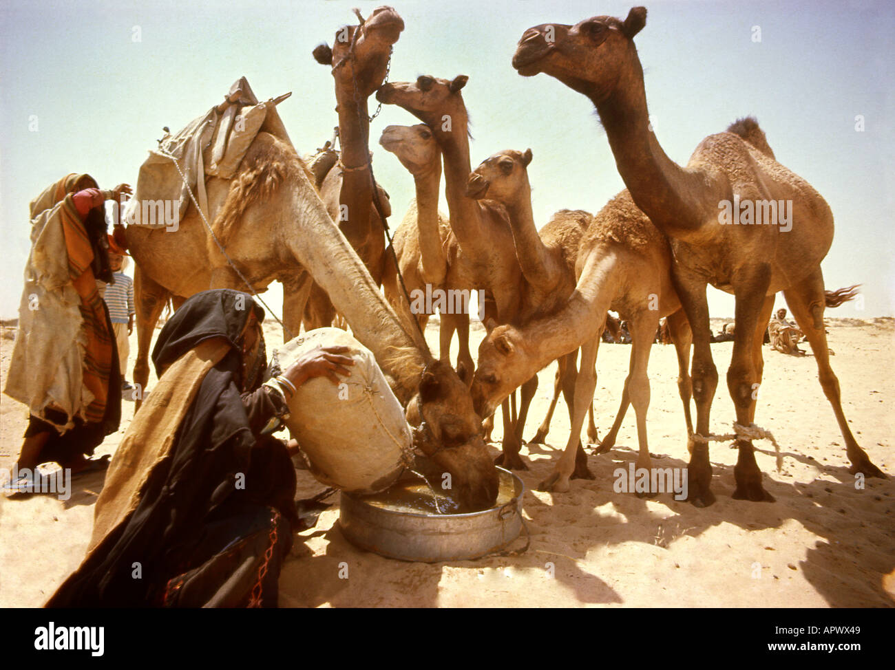 Feeding the Camels Stock Photo - Alamy