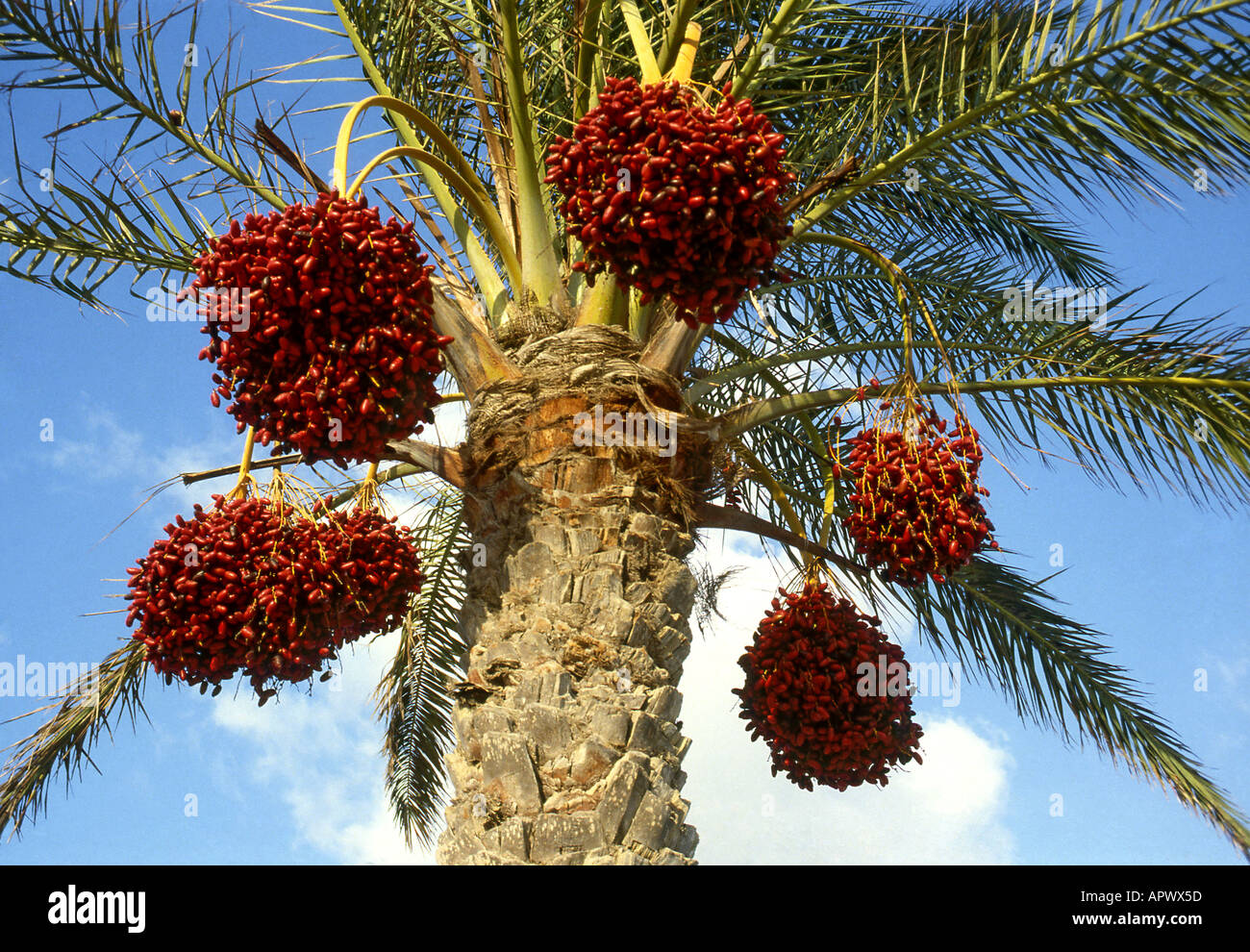 Date Palm Tree Stock Photo - Alamy