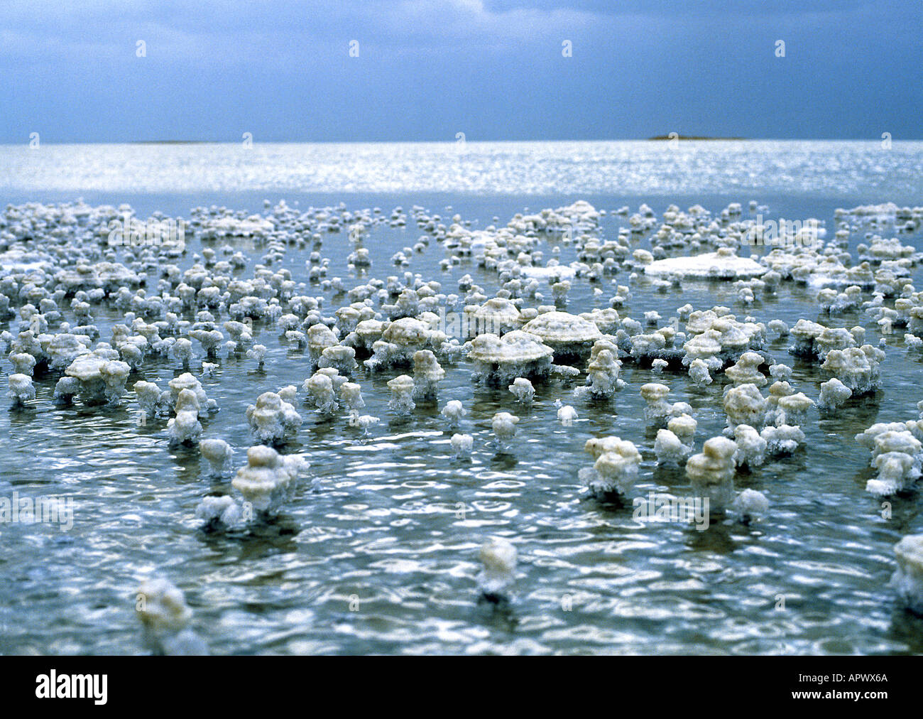 Dead Sea Salt Mushrooms Stock Photo - Alamy