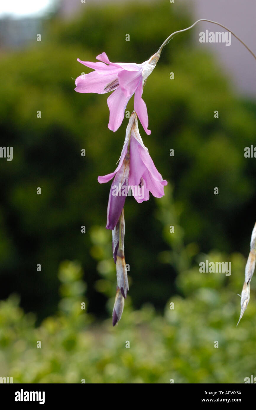 Angel's Fishing Rod (trichorhizum Stock Photo - Alamy