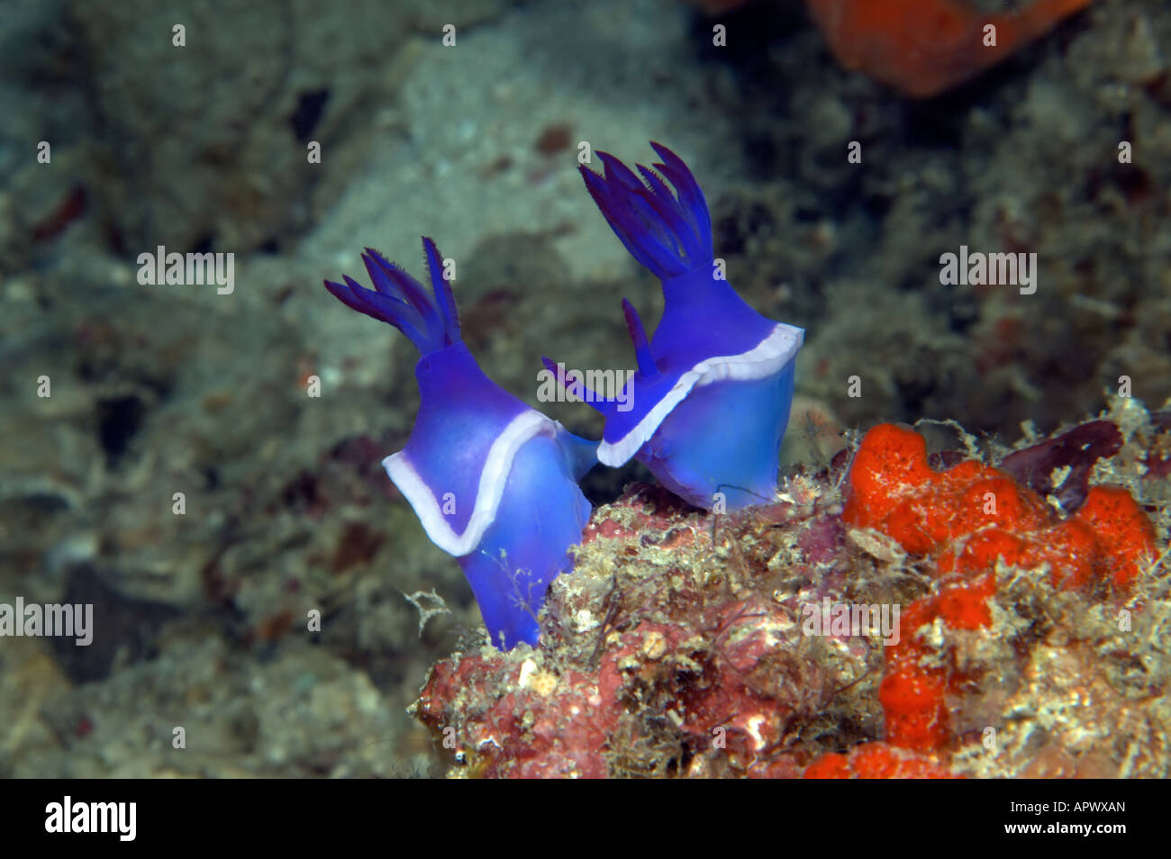 These small nudibranchs can be seen mating amongst the corals of their ...
