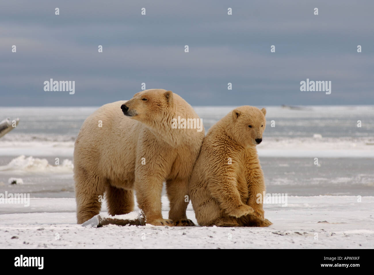 polar bear Ursus maritimus sow with cub dirty from gravel blowing in a ...