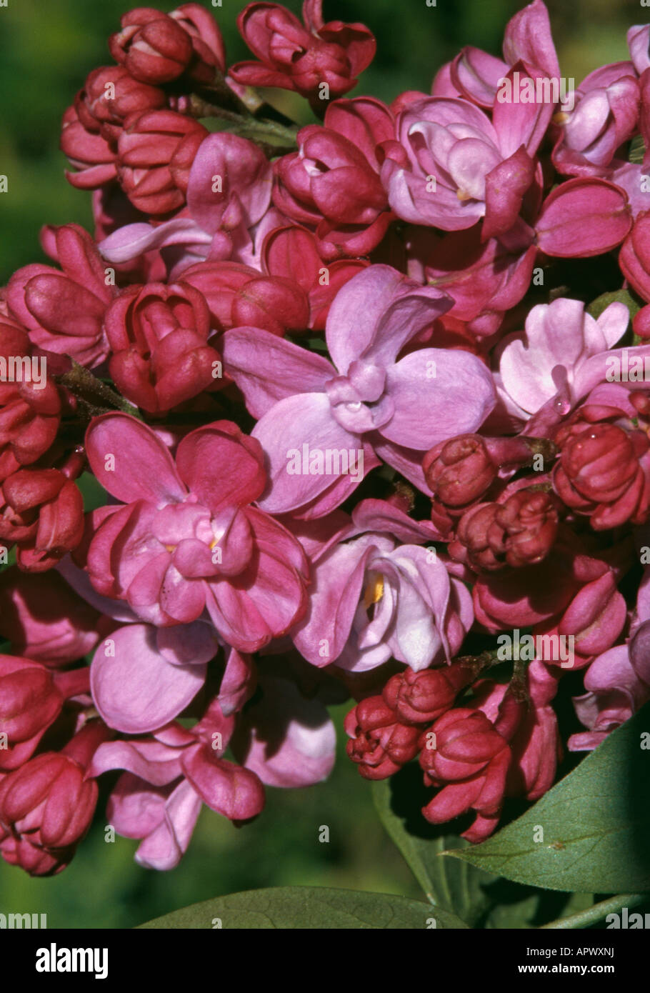 Syringa vulgaris red lilac double spring cluster of small fragrant ...
