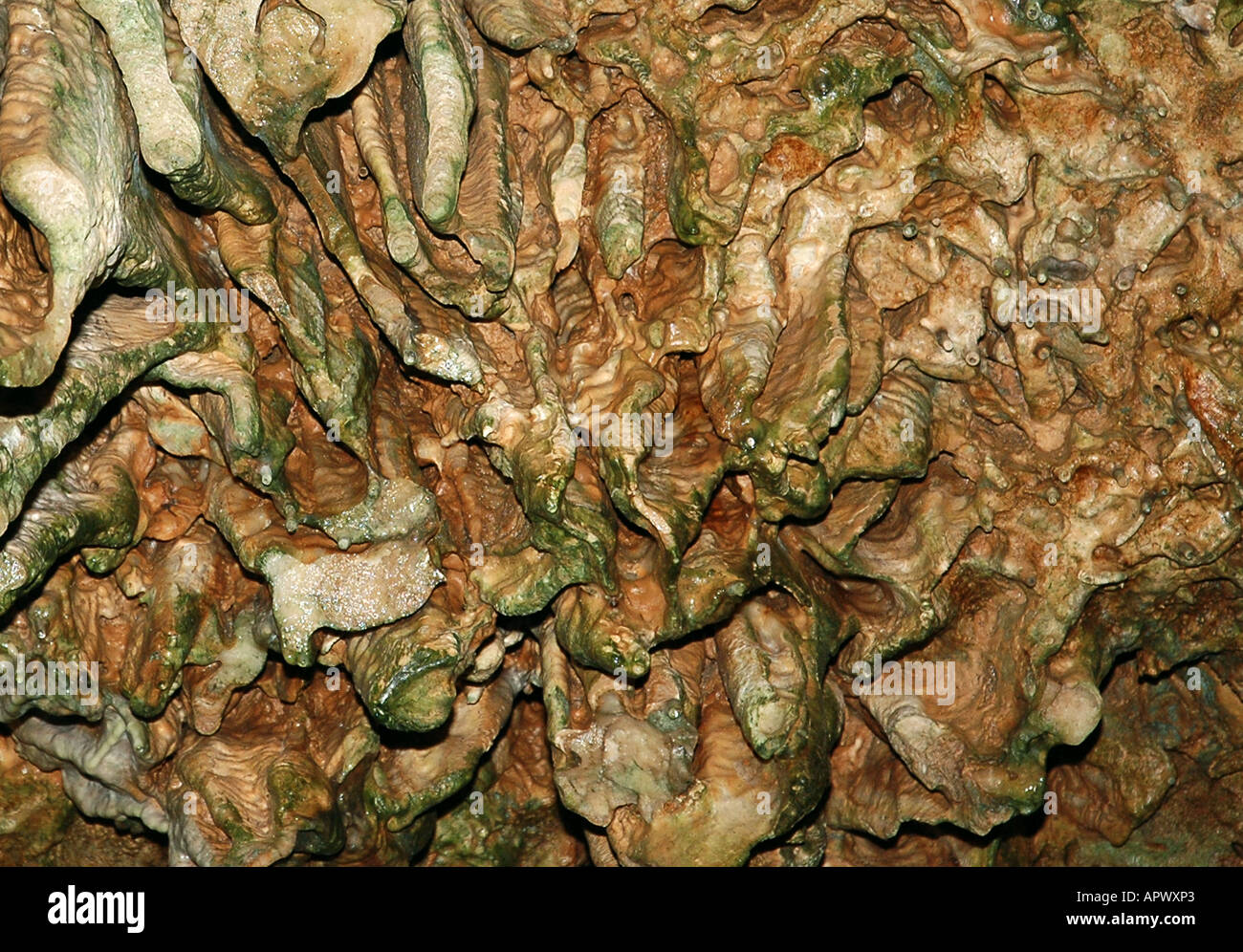 Cave fungus hi-res stock photography and images - Alamy
